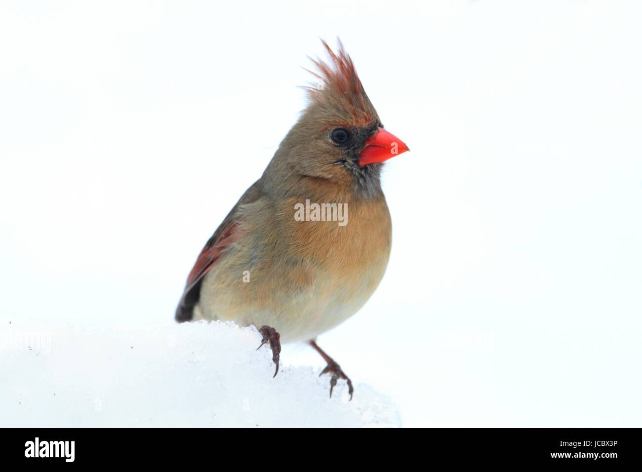 Female Northern Cardinal (Cardinalis) Isolated on a white background ...