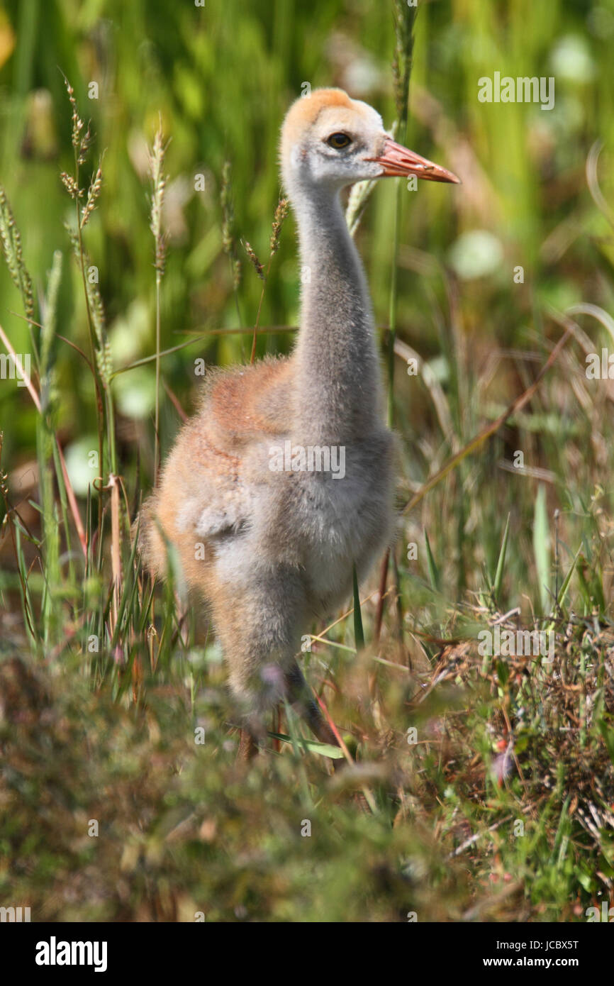 Sandhill Cranes (Grus canadensis) baby in the Florida Everglades Stock ...