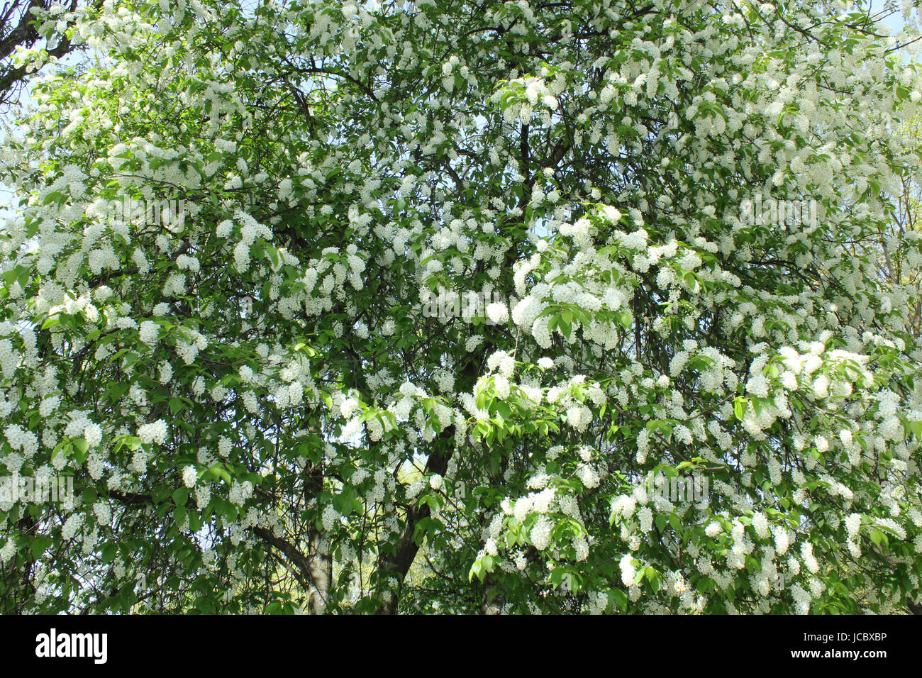 big branches of bird cherry tree on thebig bush Stock Photo - Alamy