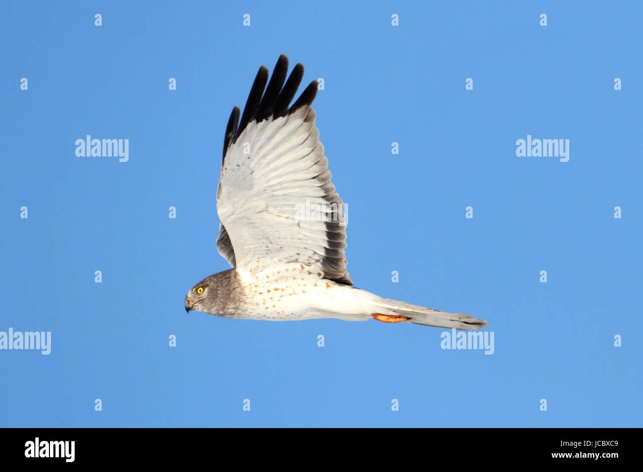 Male Northern Harrier (Circus cyaneus) flying against a blue sky Stock ...