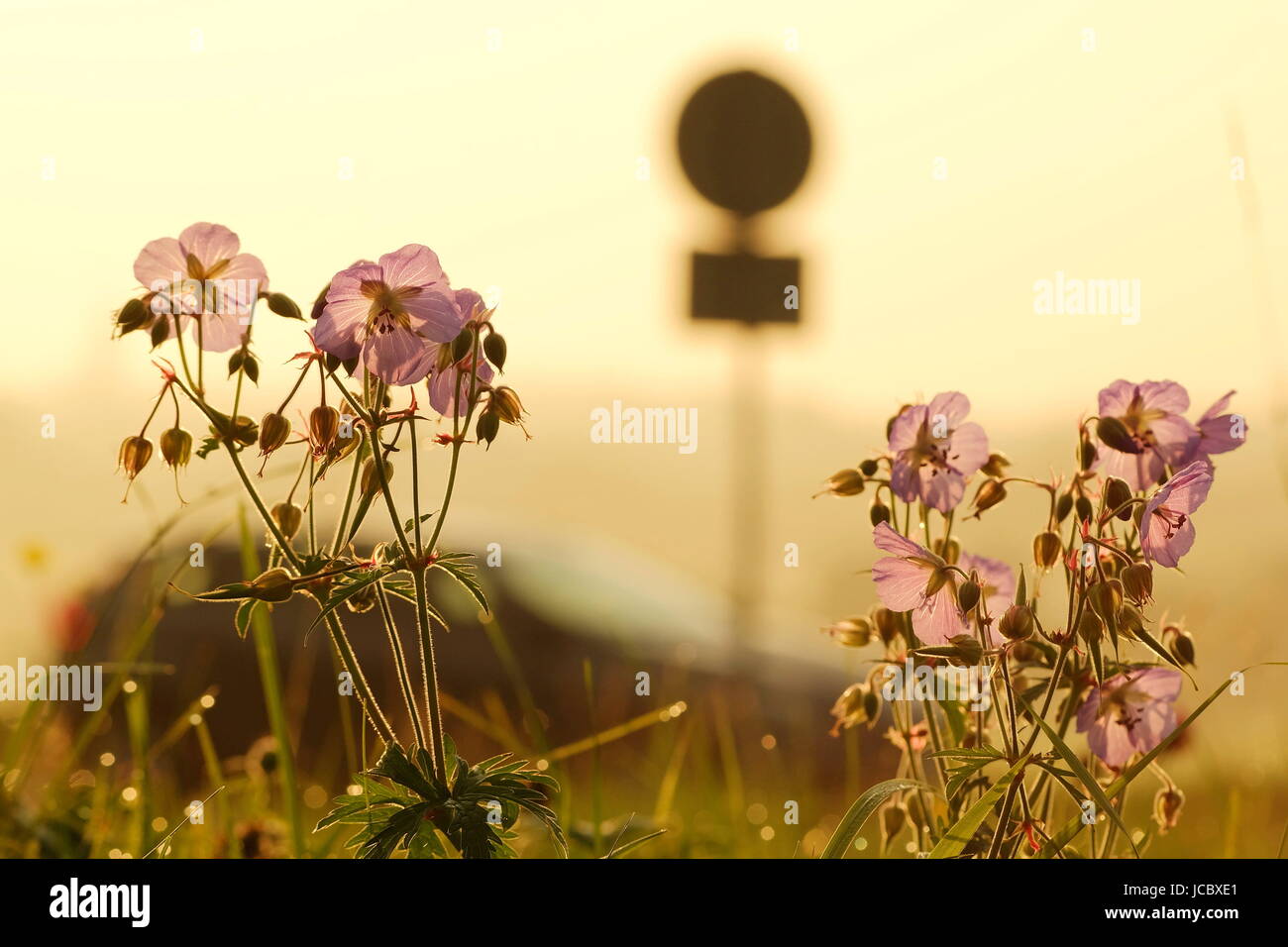 flower on the roadside in the backlight Stock Photo - Alamy