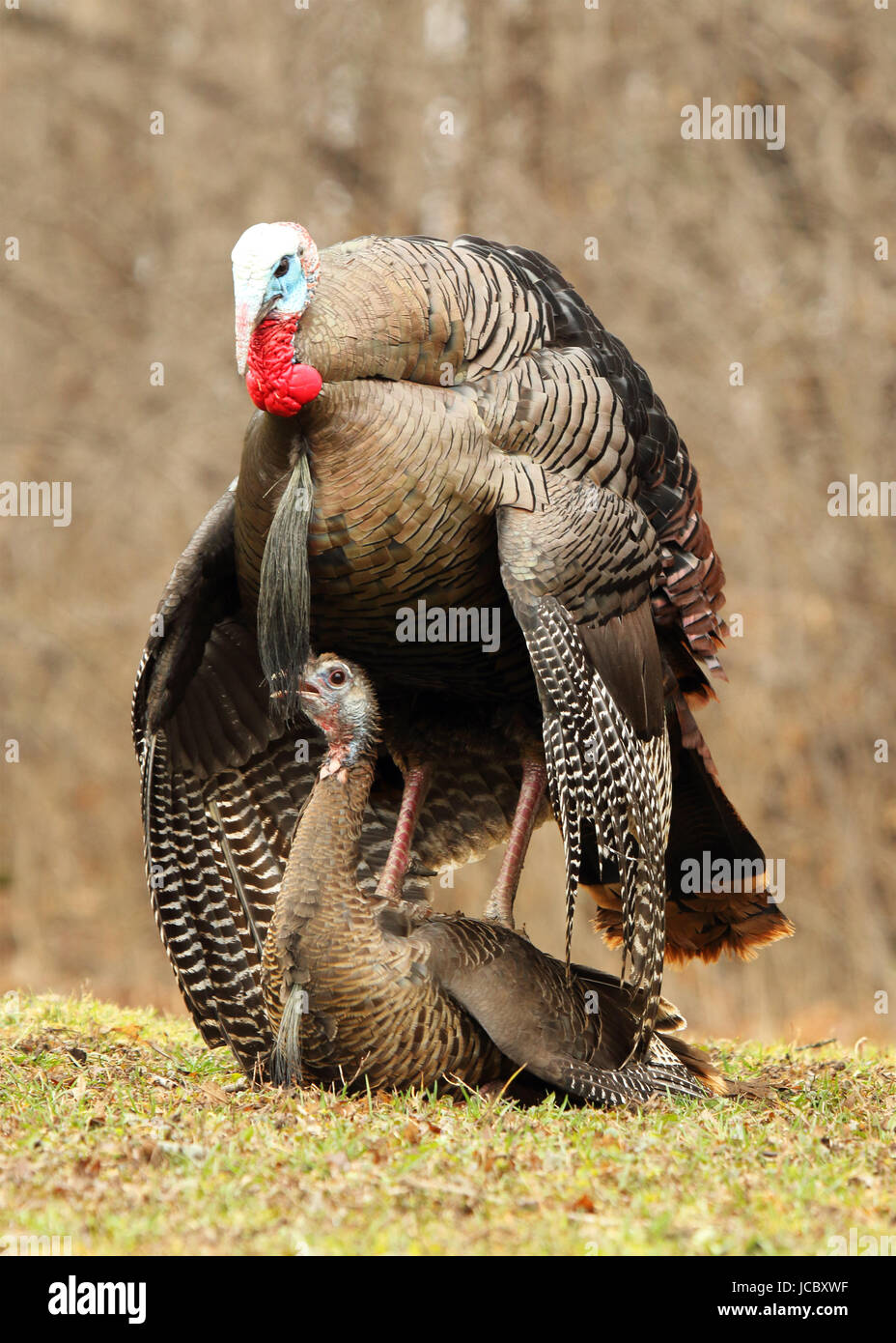 A male Wild Turkey claiming it's mate during spring in Wisconsin Stock ...