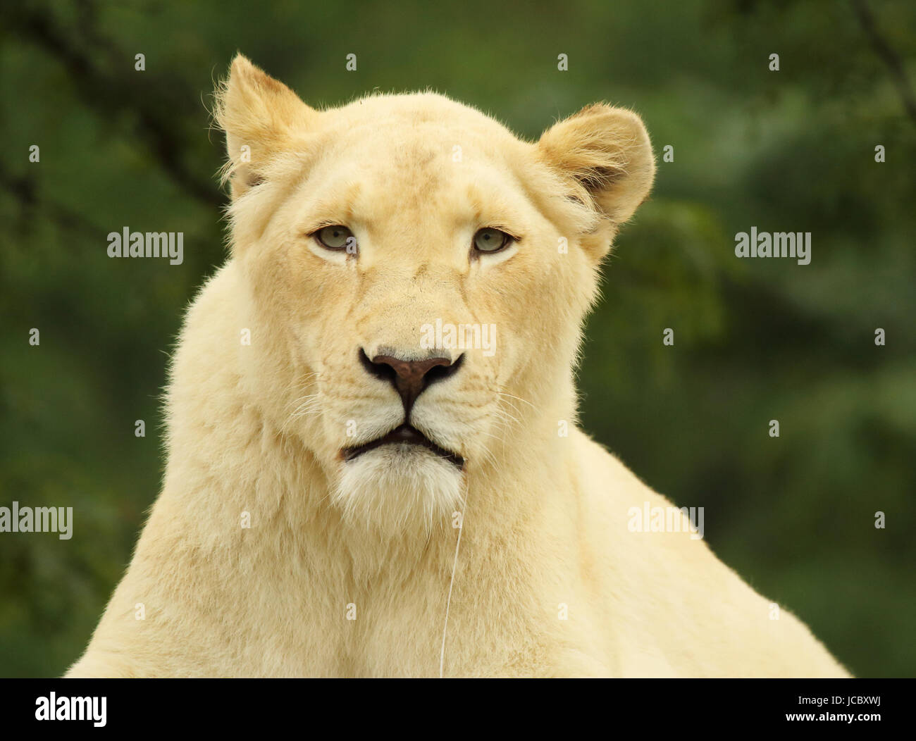 Female african lion hi-res stock photography and images - Alamy