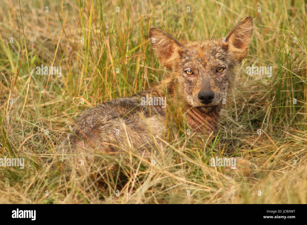 Mange in wild animal hi-res stock photography and images - Alamy