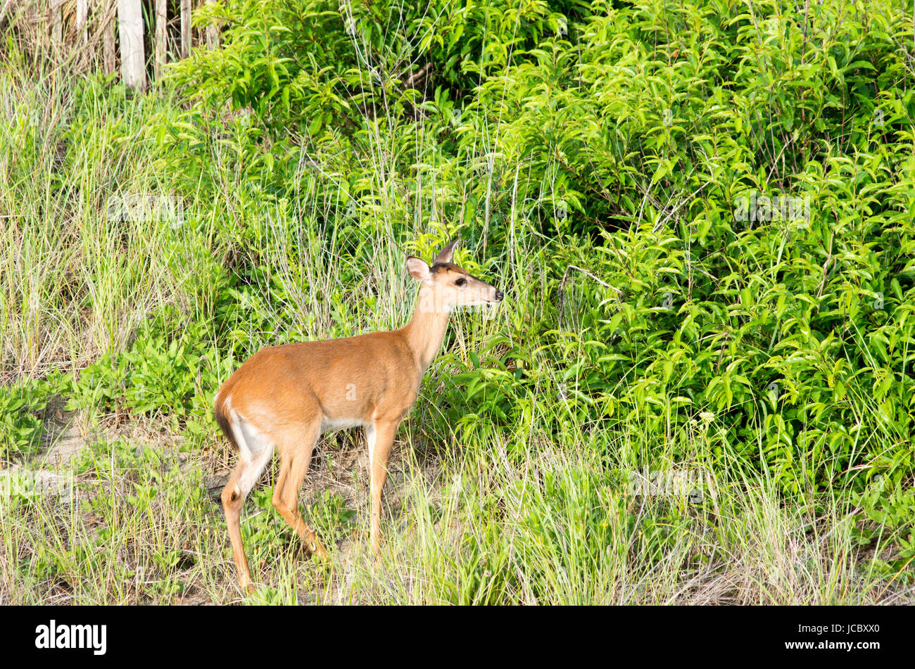 Deer devil hi-res stock photography and images - Alamy