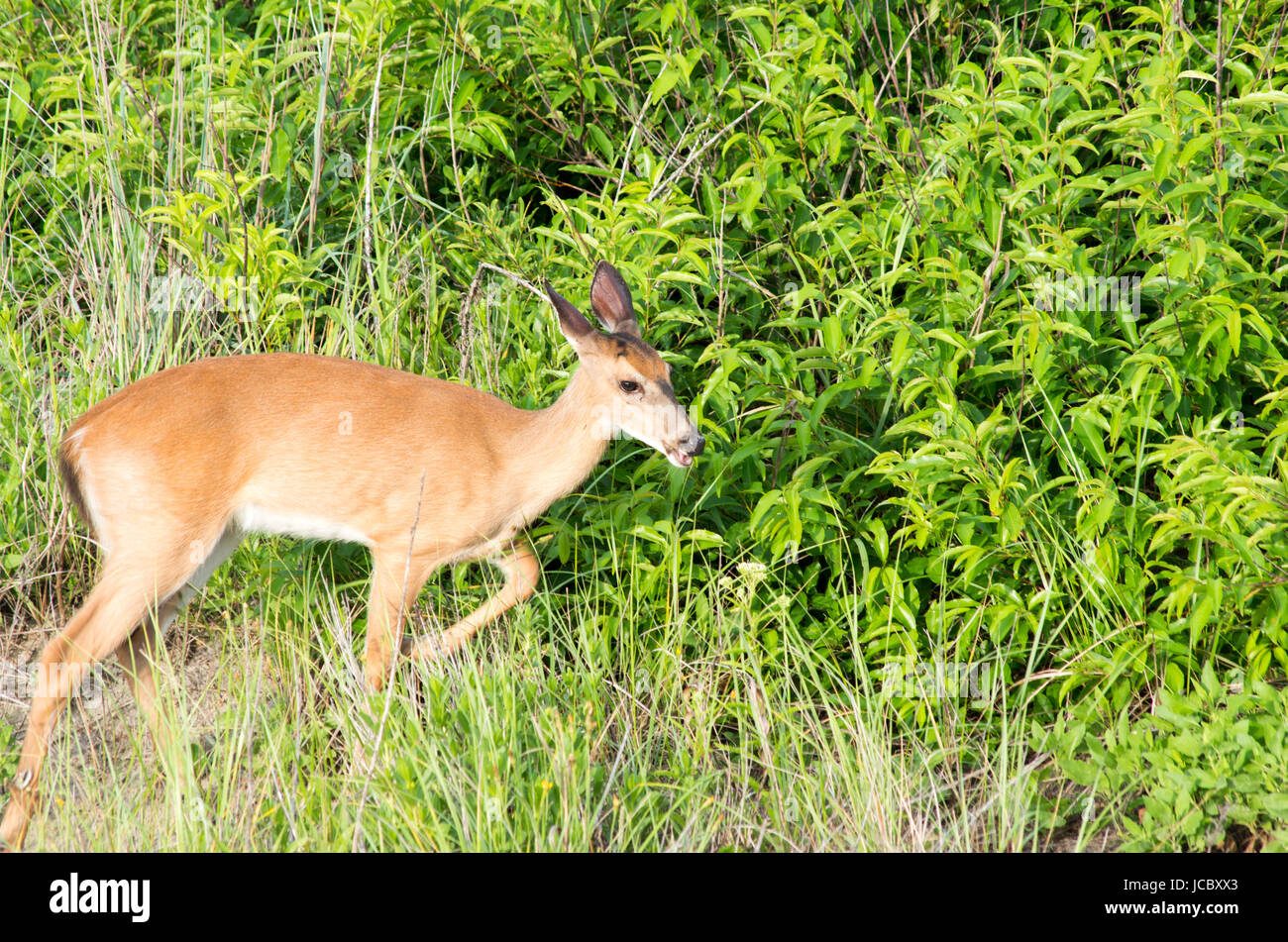 Deer devil hi-res stock photography and images - Alamy