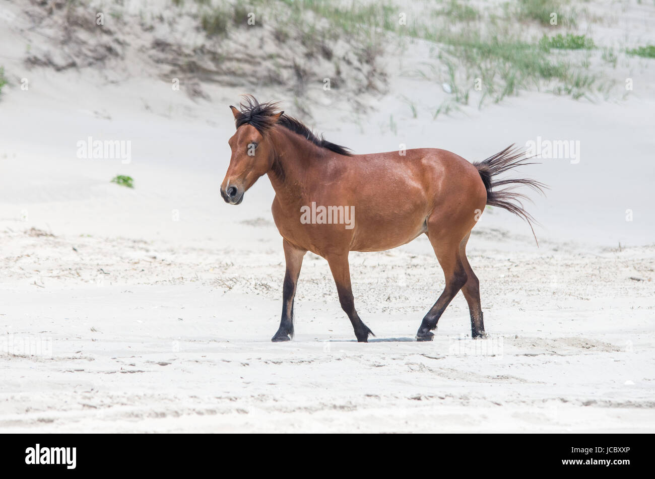 Wild Colonial Spanish Mustangs on the dunes and beach in northern ...