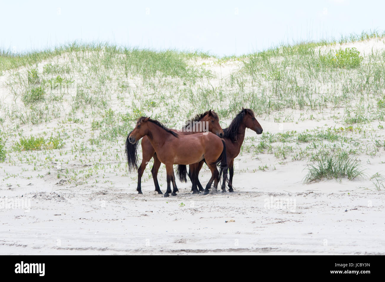 Wild Colonial Spanish Mustangs on the dunes and beach in northern ...