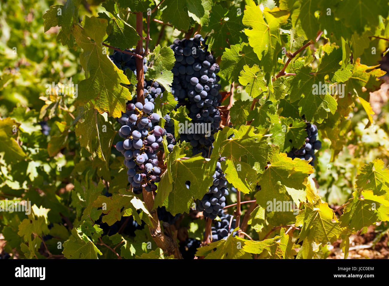 Bekaa wine hi-res stock photography and images - Alamy