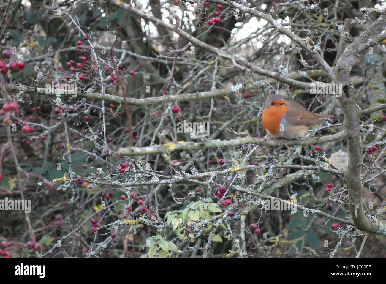 robin in uk Stock Photo - Alamy