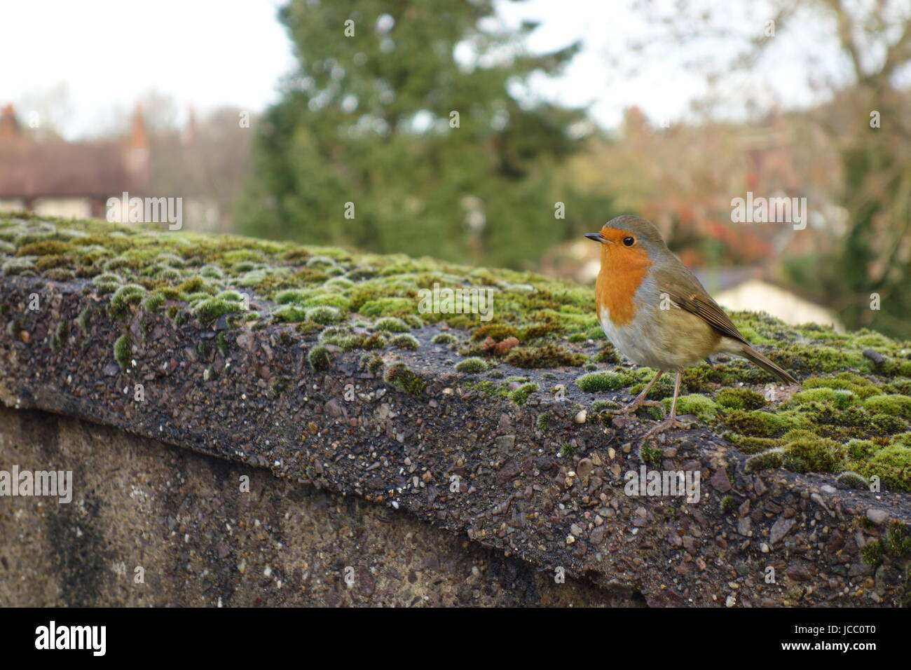 robin in uk Stock Photo - Alamy