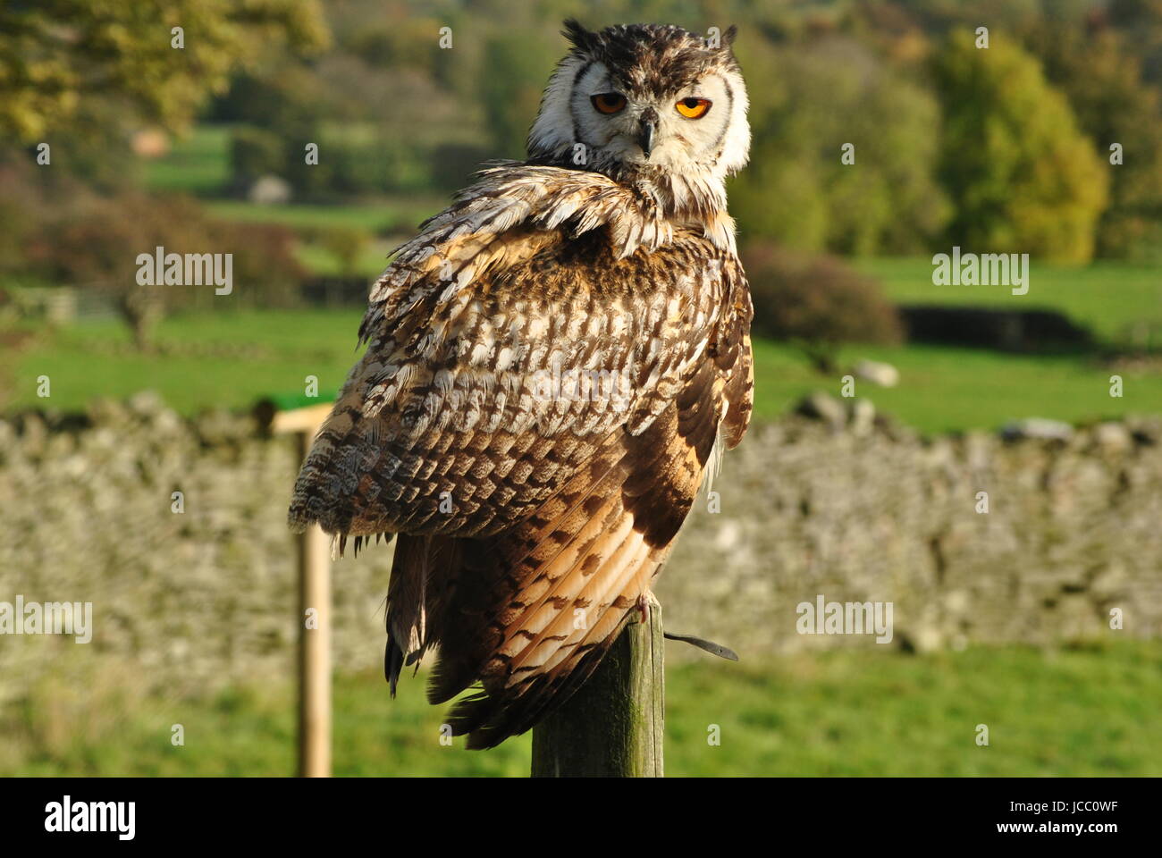 Small brown owl hi-res stock photography and images - Alamy