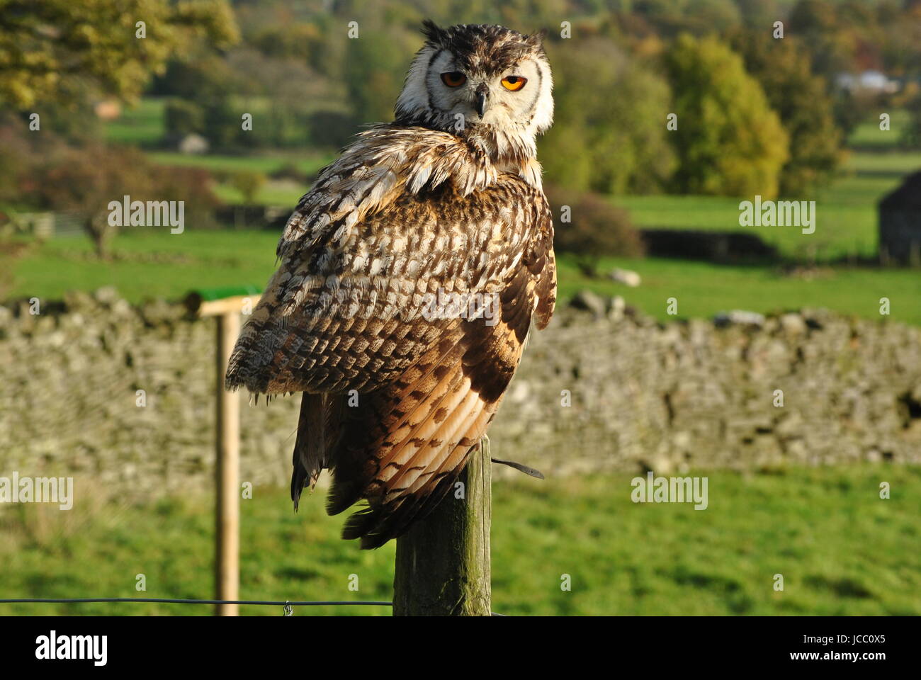 Small Brown owl on fence looking for prey Stock Photo - Alamy
