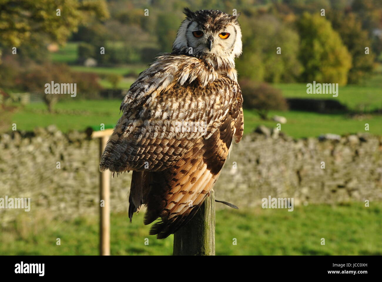 Small Brown owl on fence looking for prey Stock Photo - Alamy