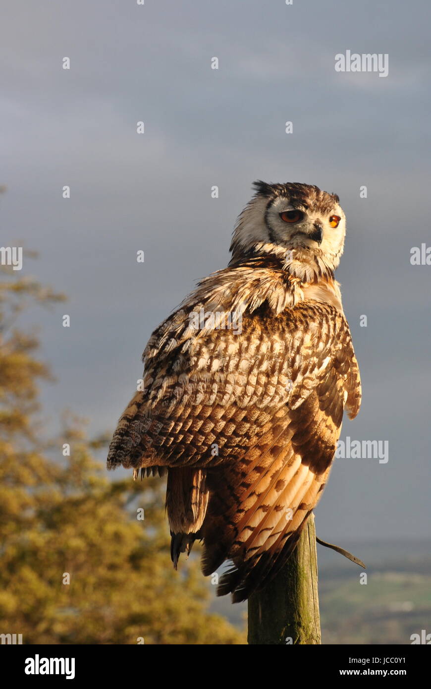 Small Brown owl on fence looking for prey Stock Photo - Alamy