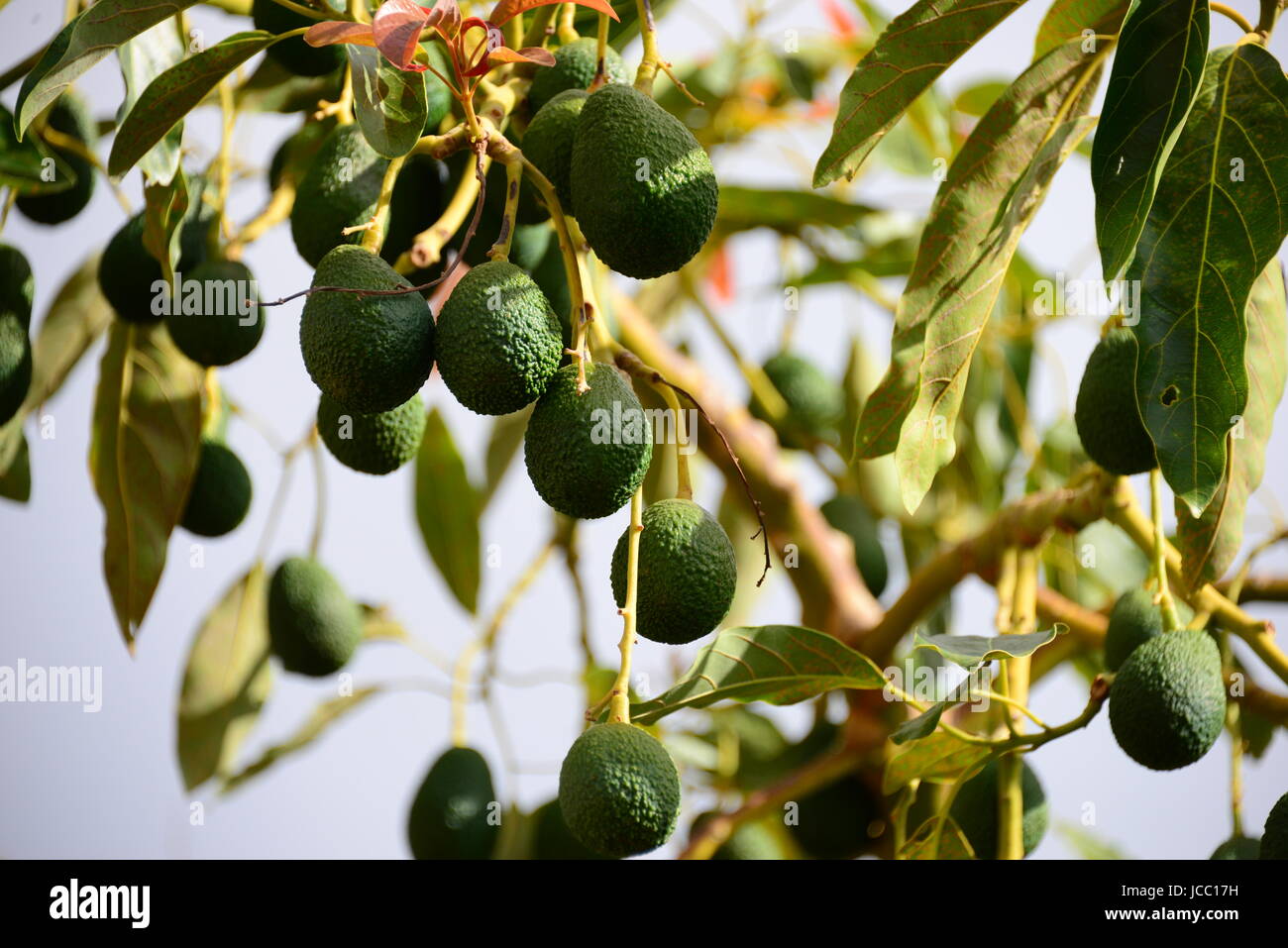 avokasos am tree - spain Stock Photo - Alamy