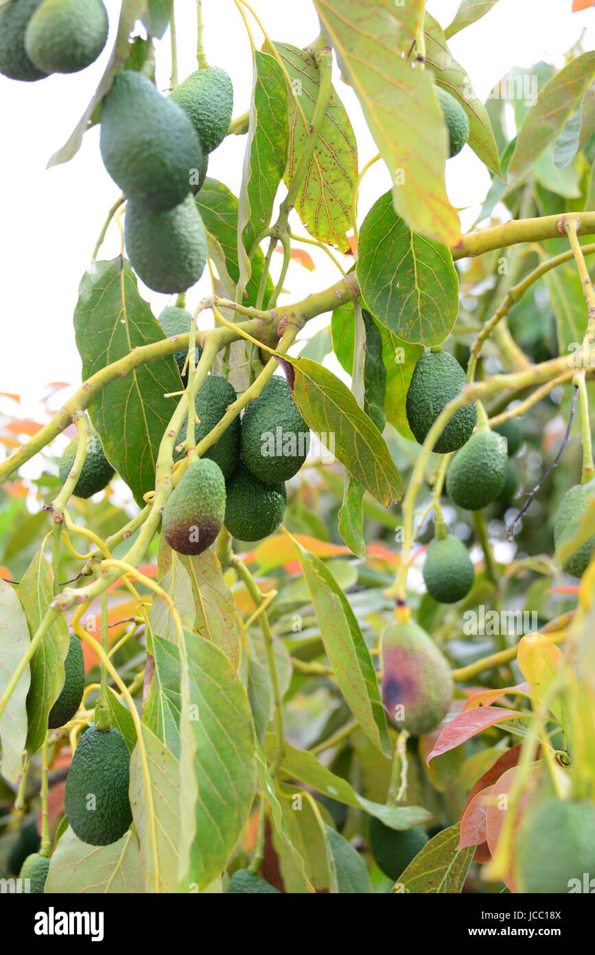 avokasos at tree - spain Stock Photo - Alamy