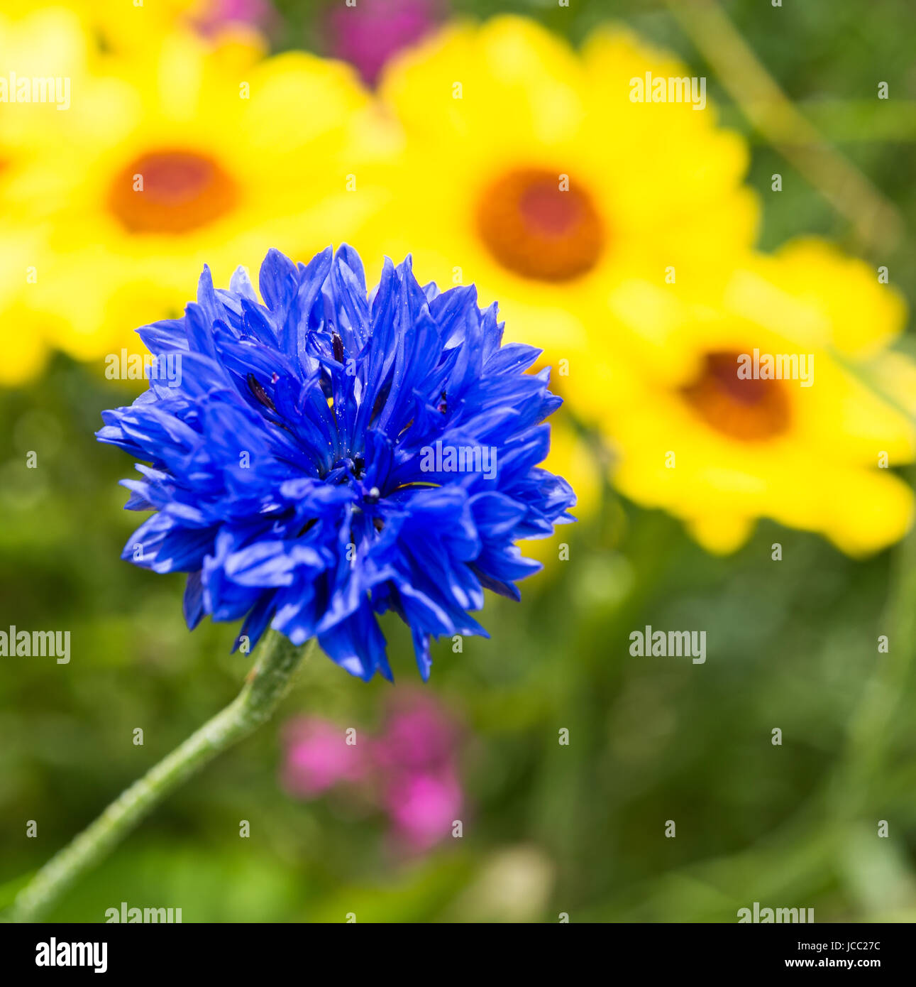 Cornflower colours hi-res stock photography and images - Alamy
