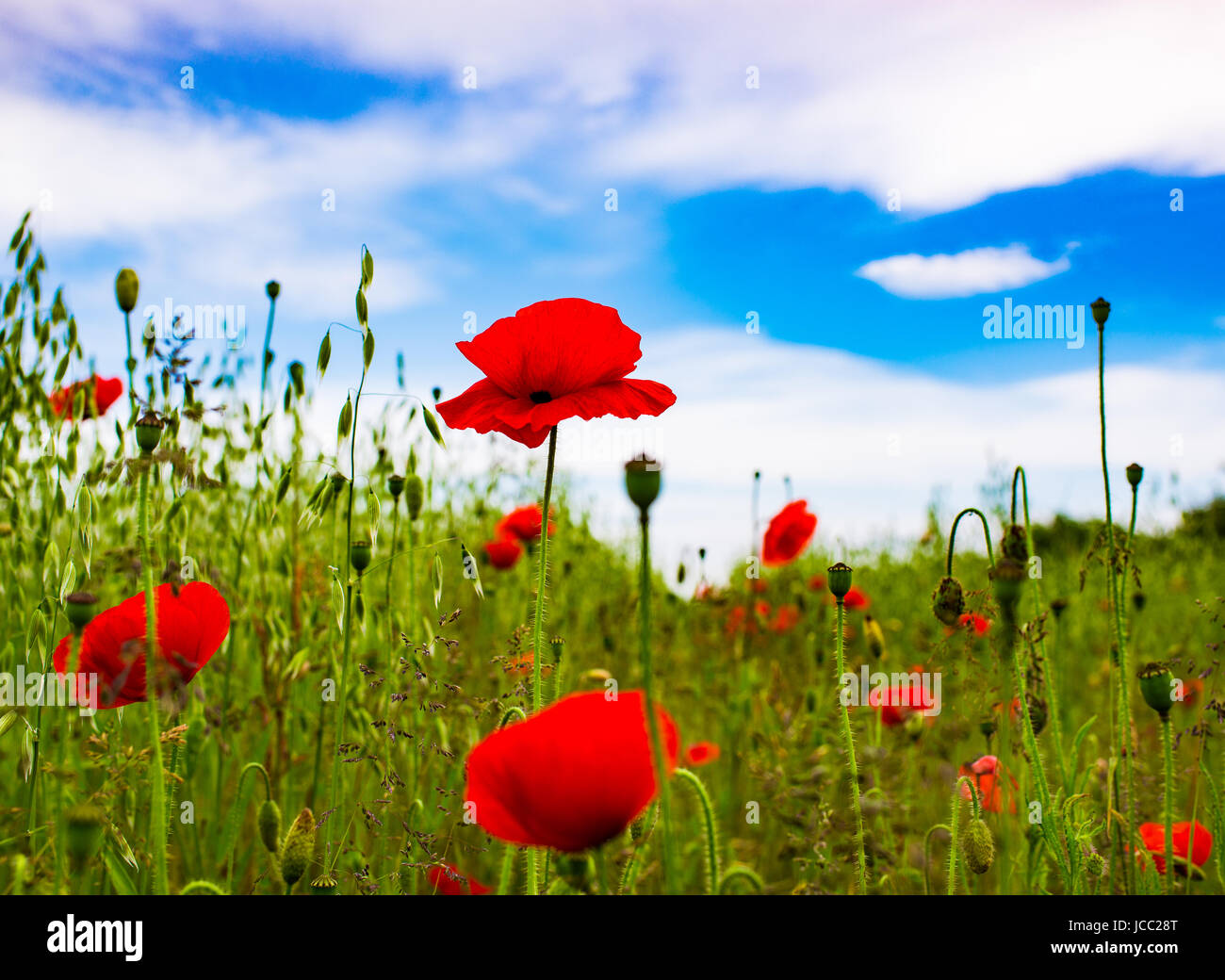 Poppy in grass hi-res stock photography and images - Alamy
