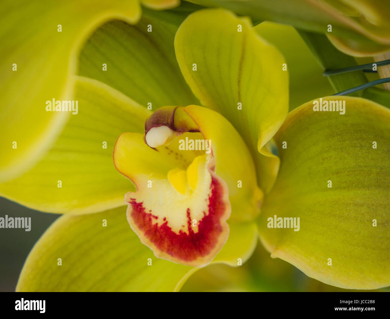 Green leaved orchid with the sitgma and anther showing clearly Stock ...