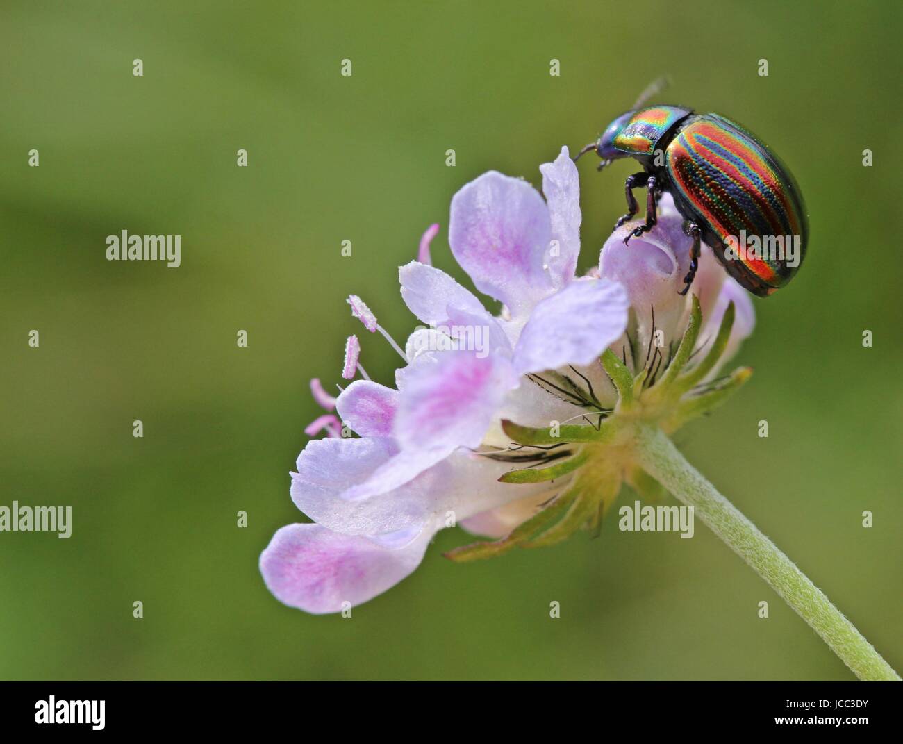 Snowdon beetle hi-res stock photography and images - Alamy
