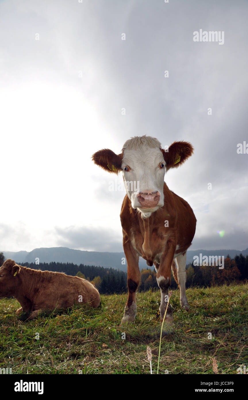 kuh, tier, nutztier, haustier, weide, milch, rind, rindvieh, milchkuh ...