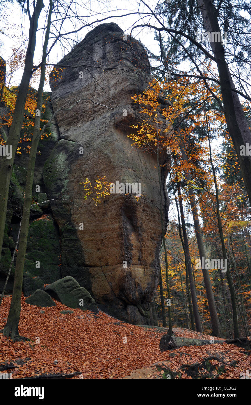 herbstwald, Herbst, baum, buche, buchen, buchenwald, bunt, herbstlich ...