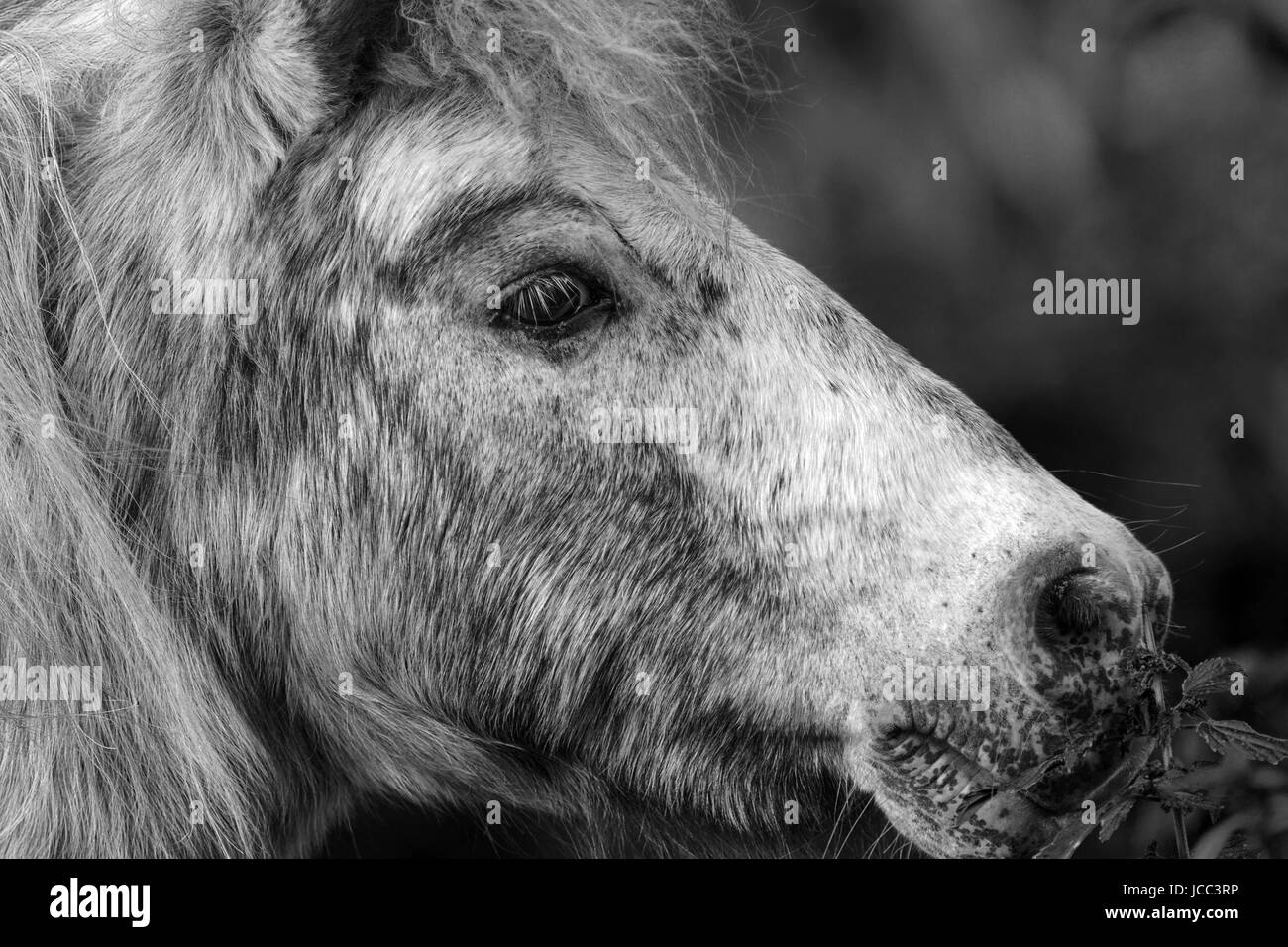 Pure animals Black and White Stock Photos & Images - Alamy