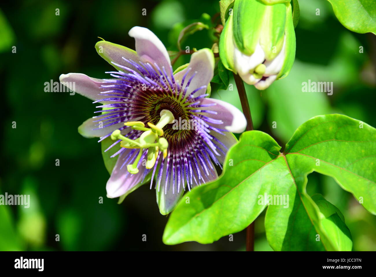 spring flowers - fresh shoots Stock Photo - Alamy