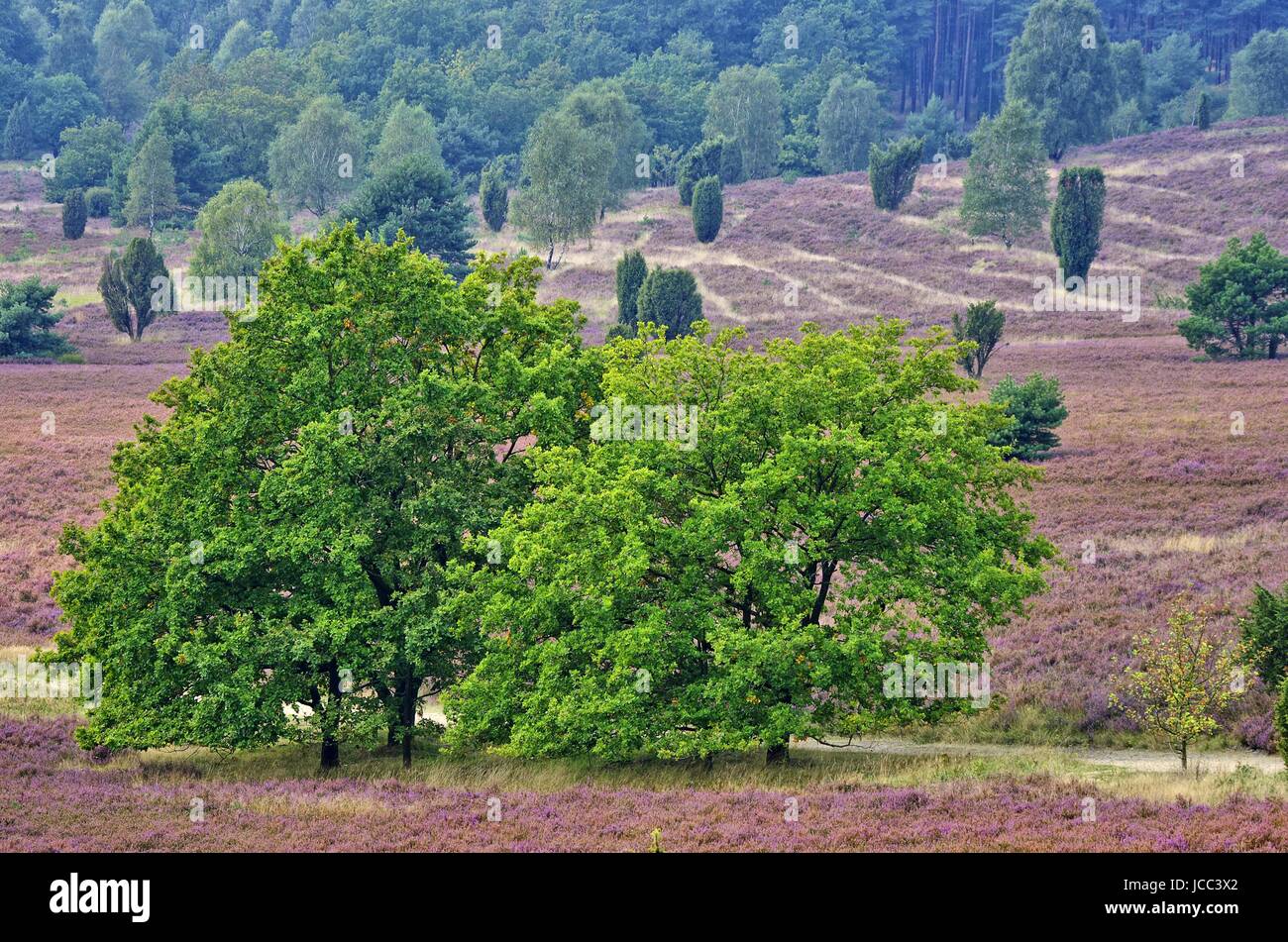 Stinted hi-res stock photography and images - Alamy