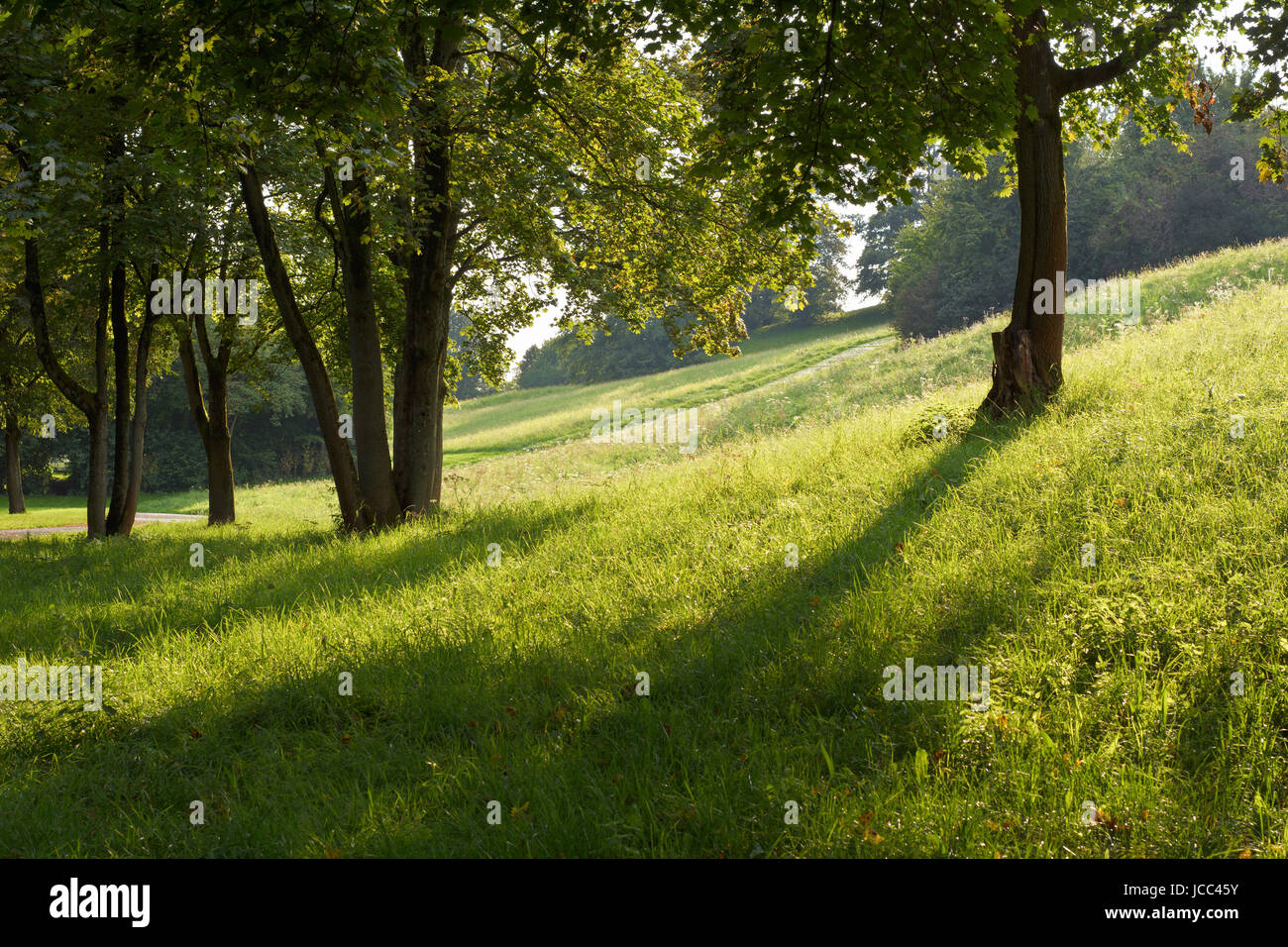 Shade and Low Light with Field and Trees Stock Photo - Alamy