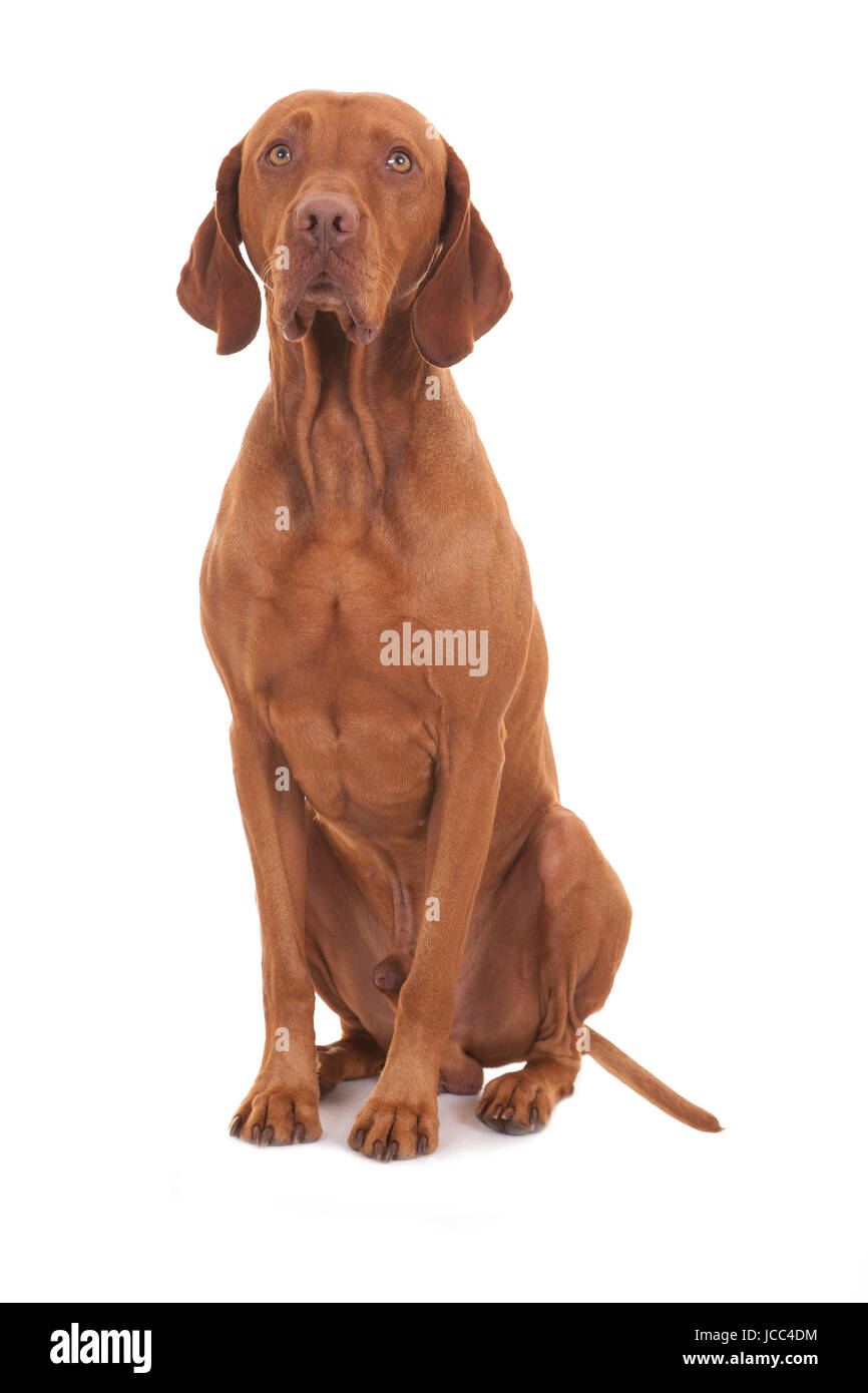 vizsla dog sitting on white background Stock Photo - Alamy