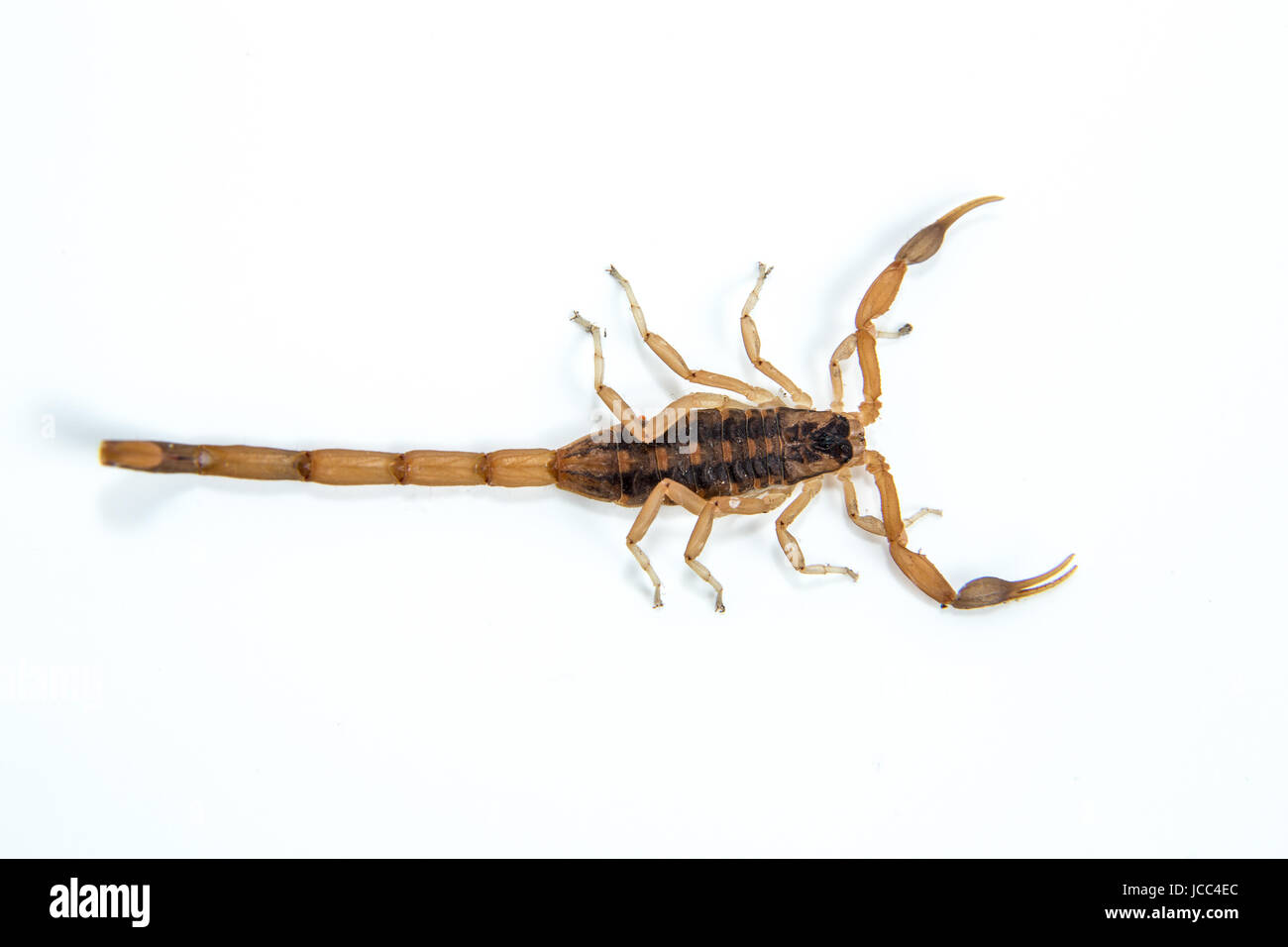 A small venomous scorpion ,Centruroides vittatus, isolated on a white ...