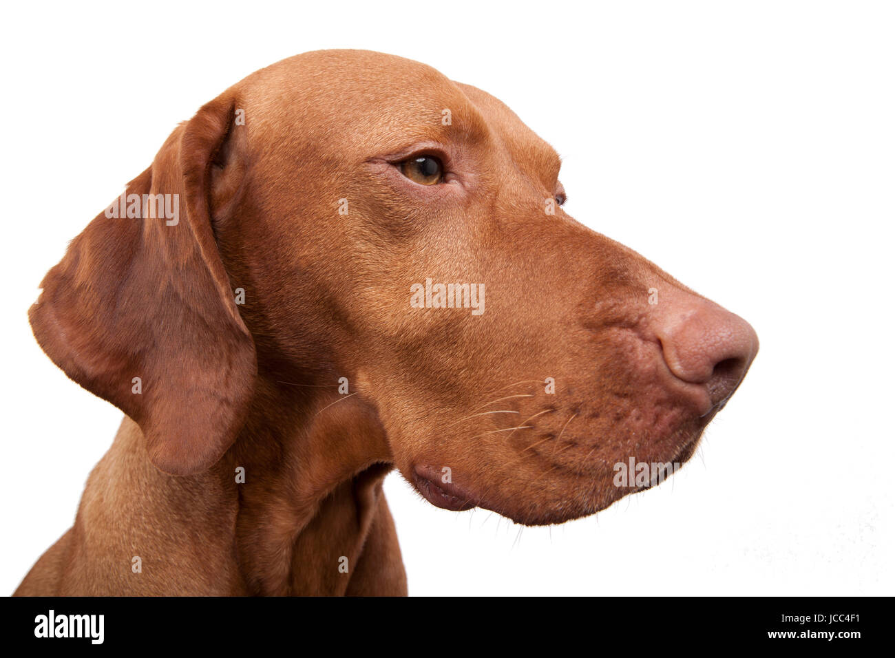 dog wide angle portrait on white background Stock Photo - Alamy