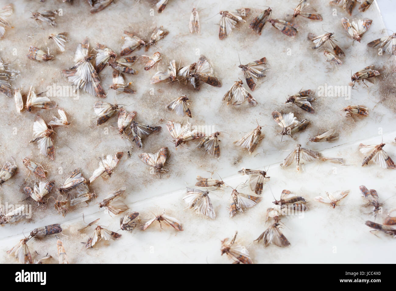 Moth trap white sheet hi-res stock photography and images - Alamy