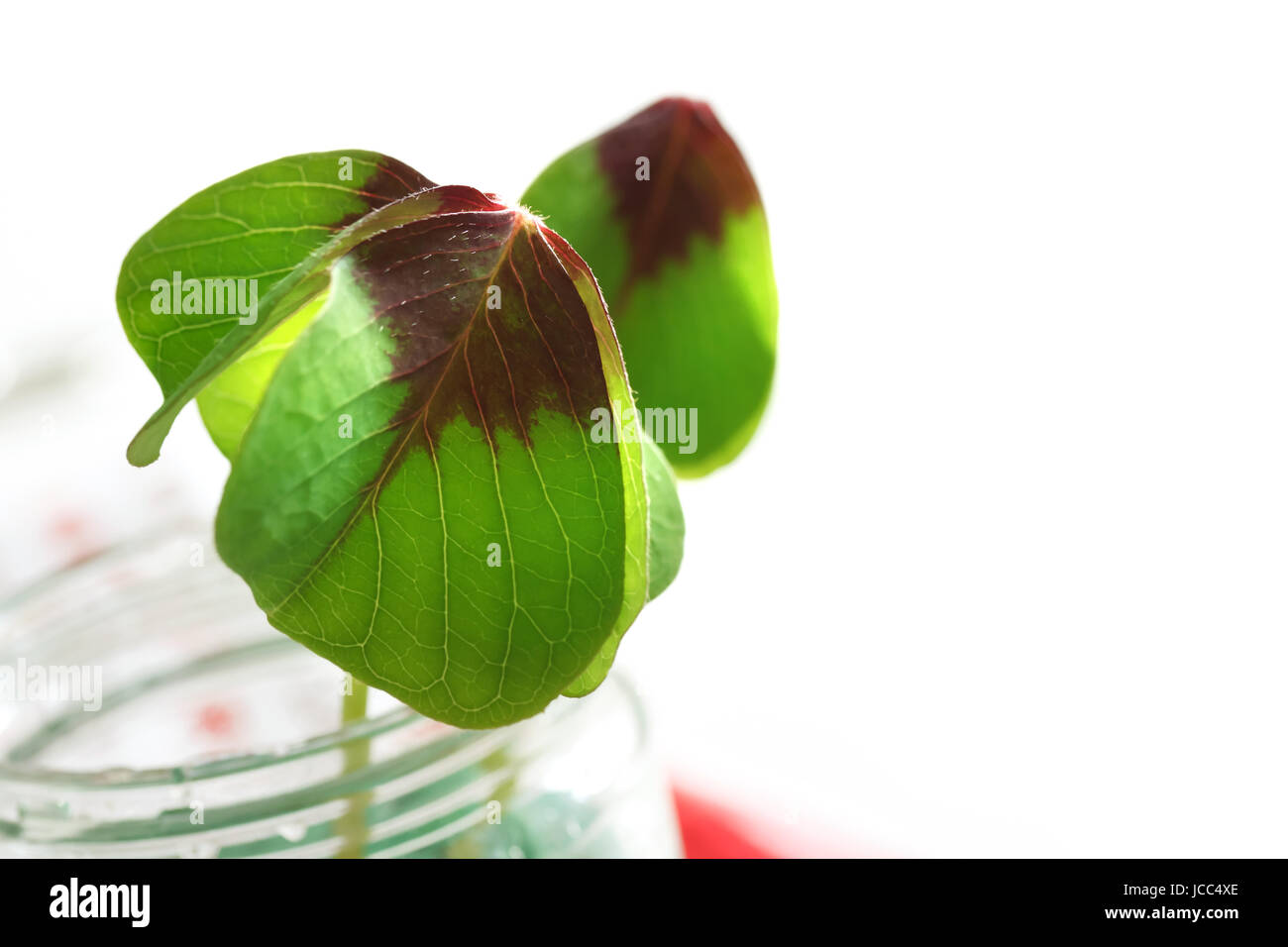 Two shamrocks in glass jar over white background Stock Photo - Alamy