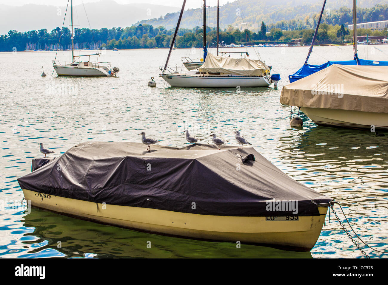 seagulls on a boat Stock Photo - Alamy