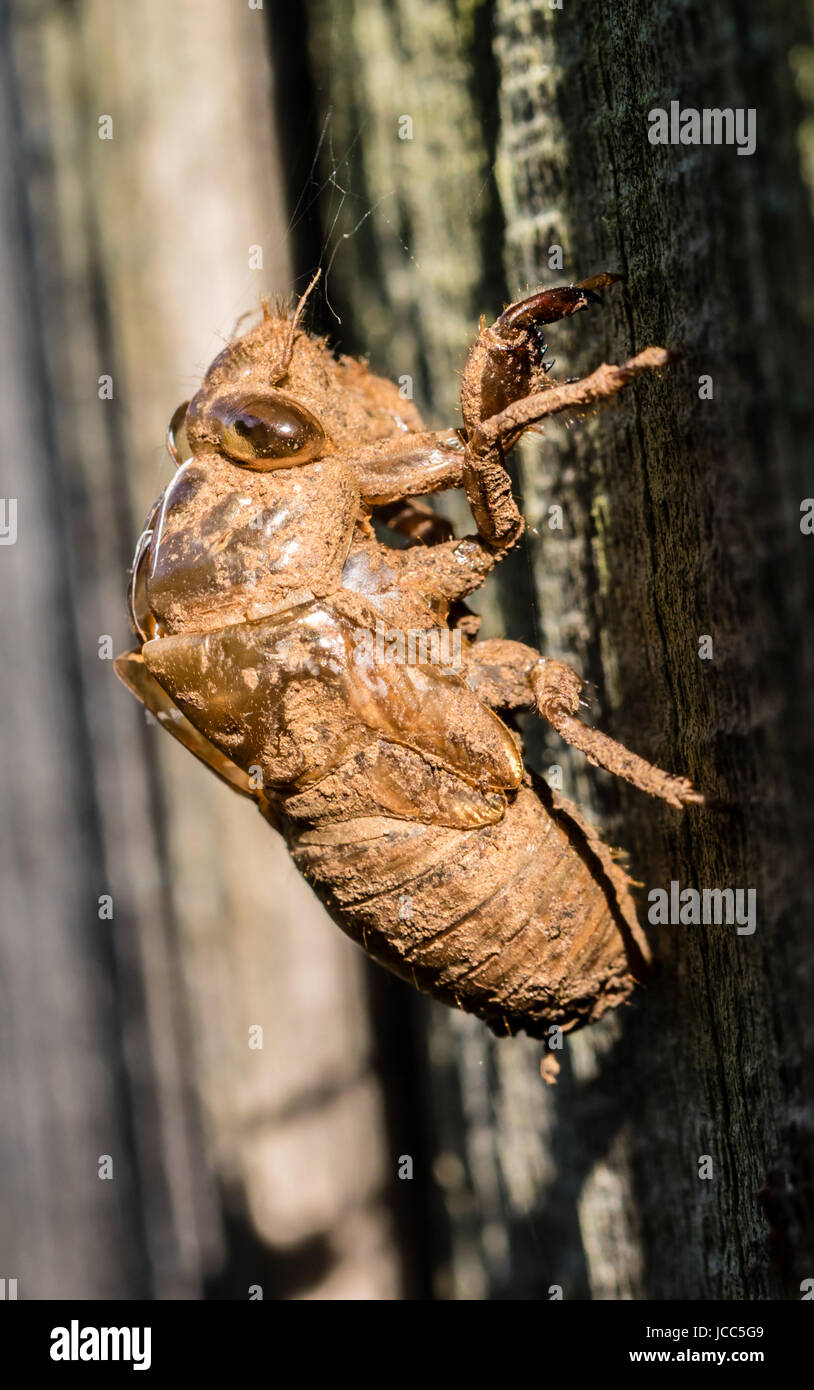 A Beetle husk, post molting Stock Photo - Alamy