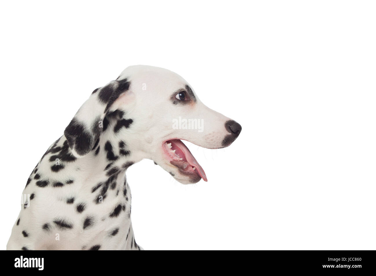 Beautiful Dalmatian with black spotted isolated on white background ...