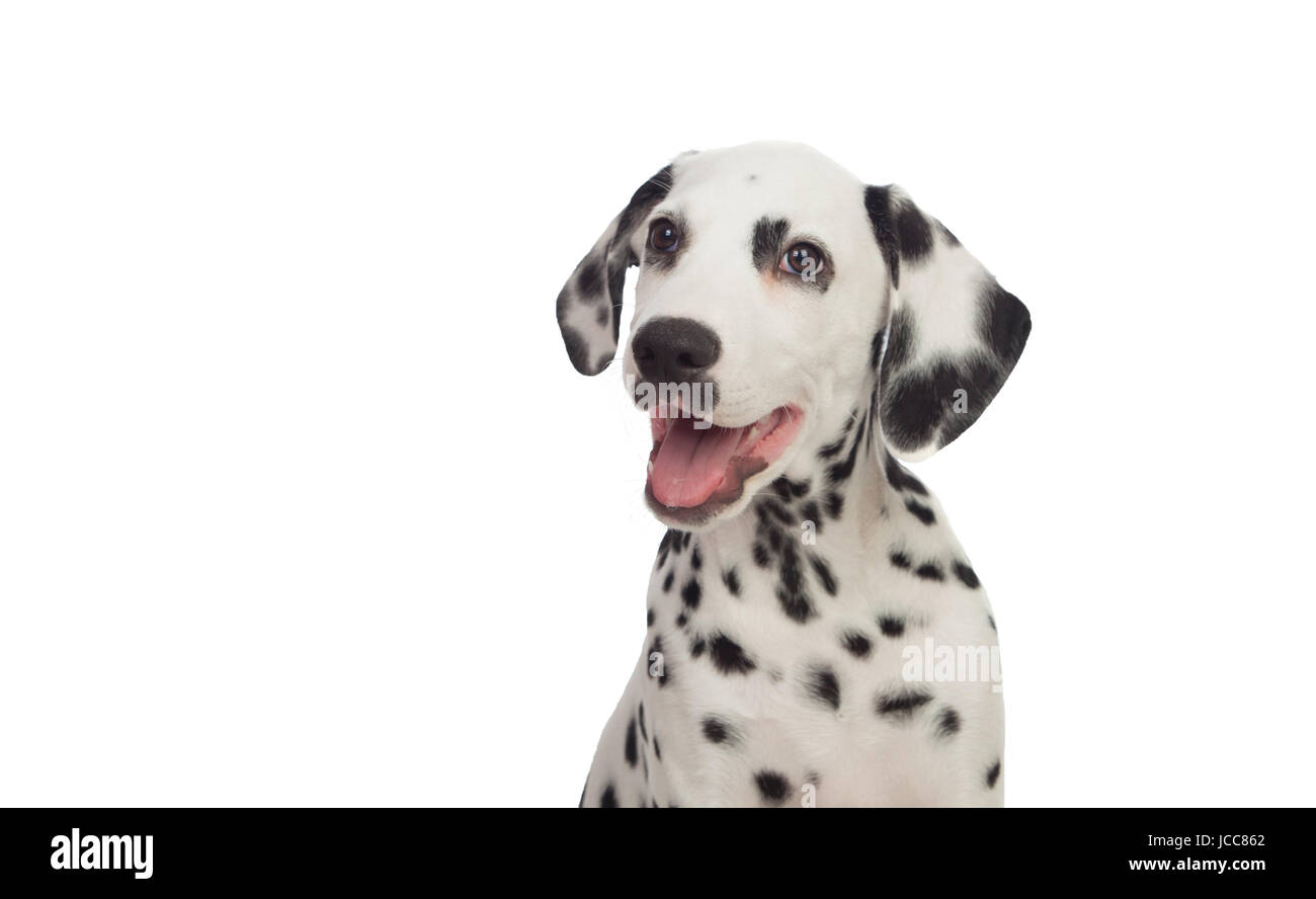 Beautiful Dalmatian with black spotted isolated on white background ...