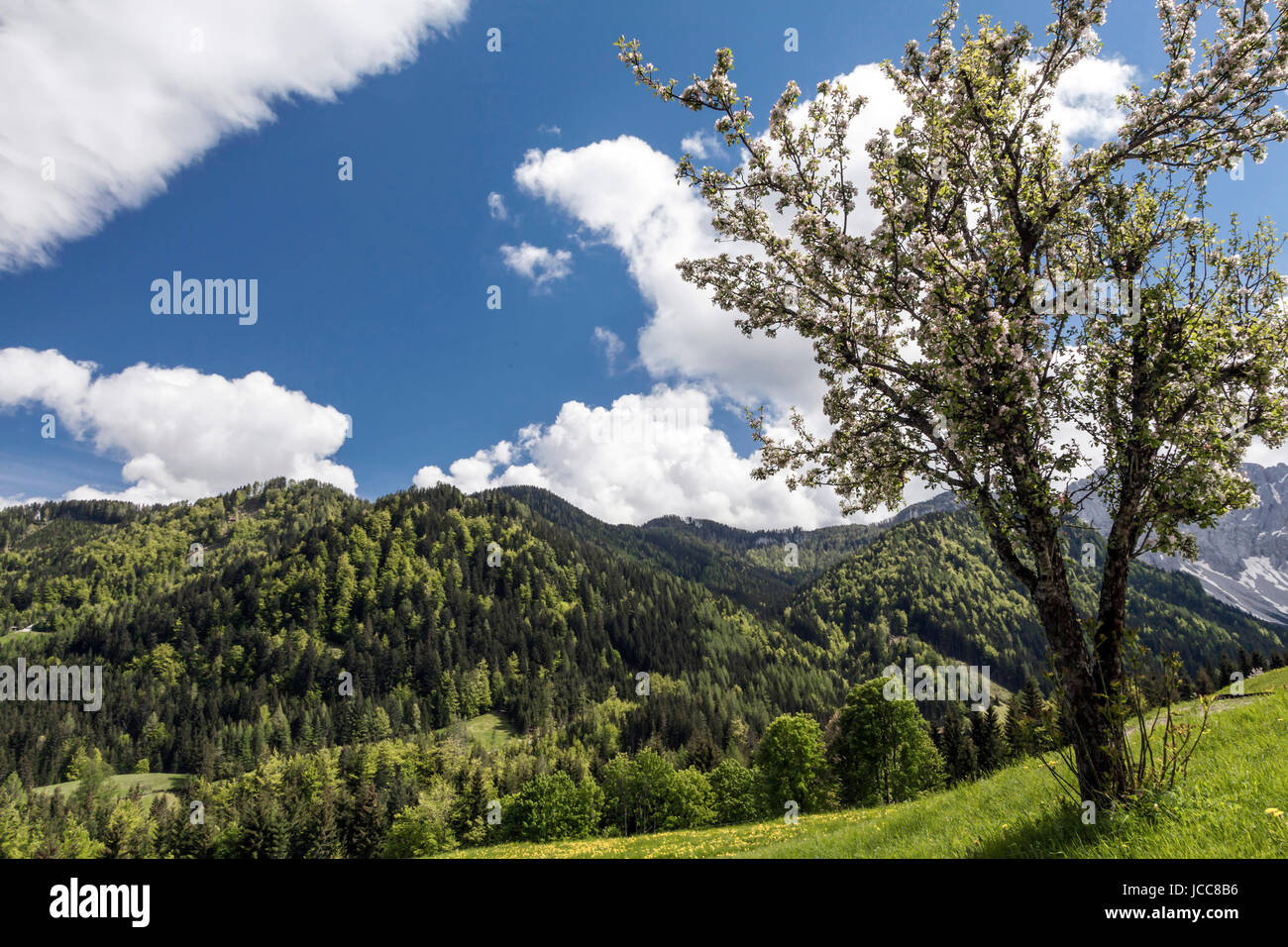 spring in the alps Stock Photo - Alamy