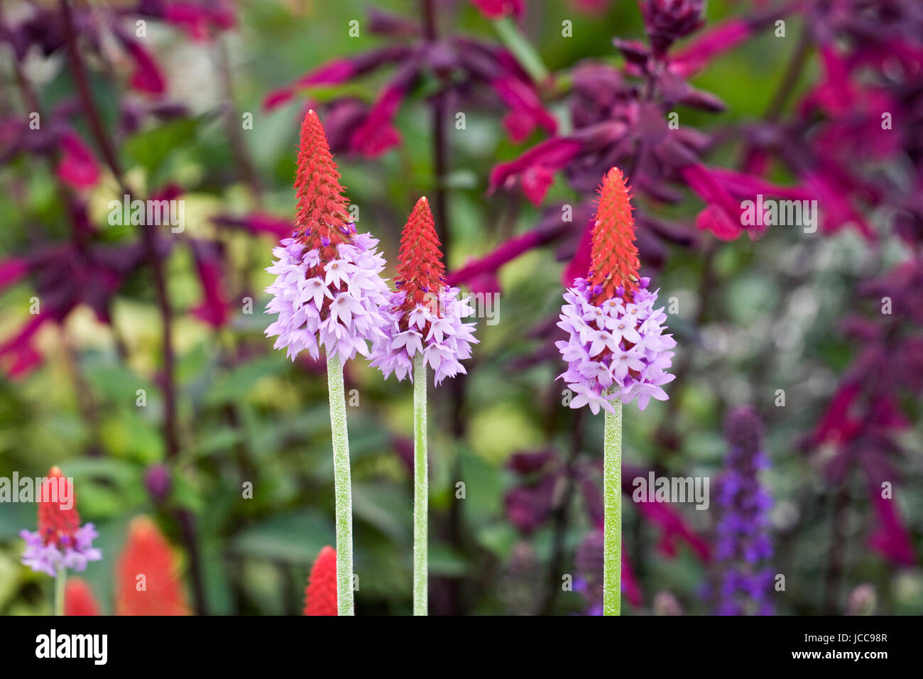 Primula vialii flowers in Spring Stock Photo - Alamy