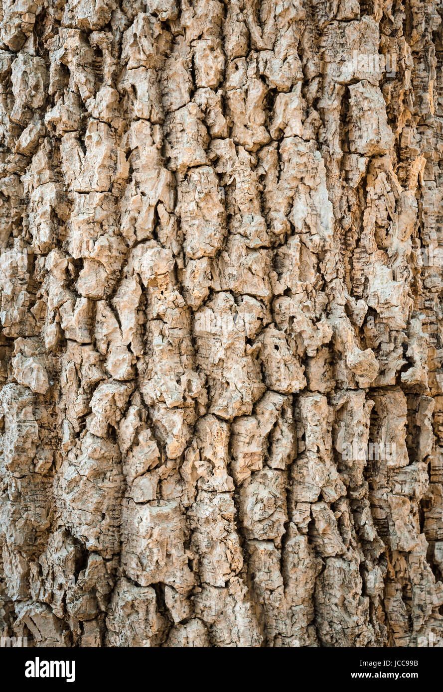 Tree bark texture background Stock Photo - Alamy