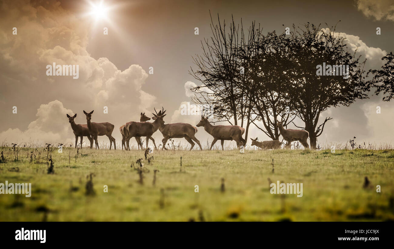 An image of a some nice deer in the morning light Stock Photo - Alamy