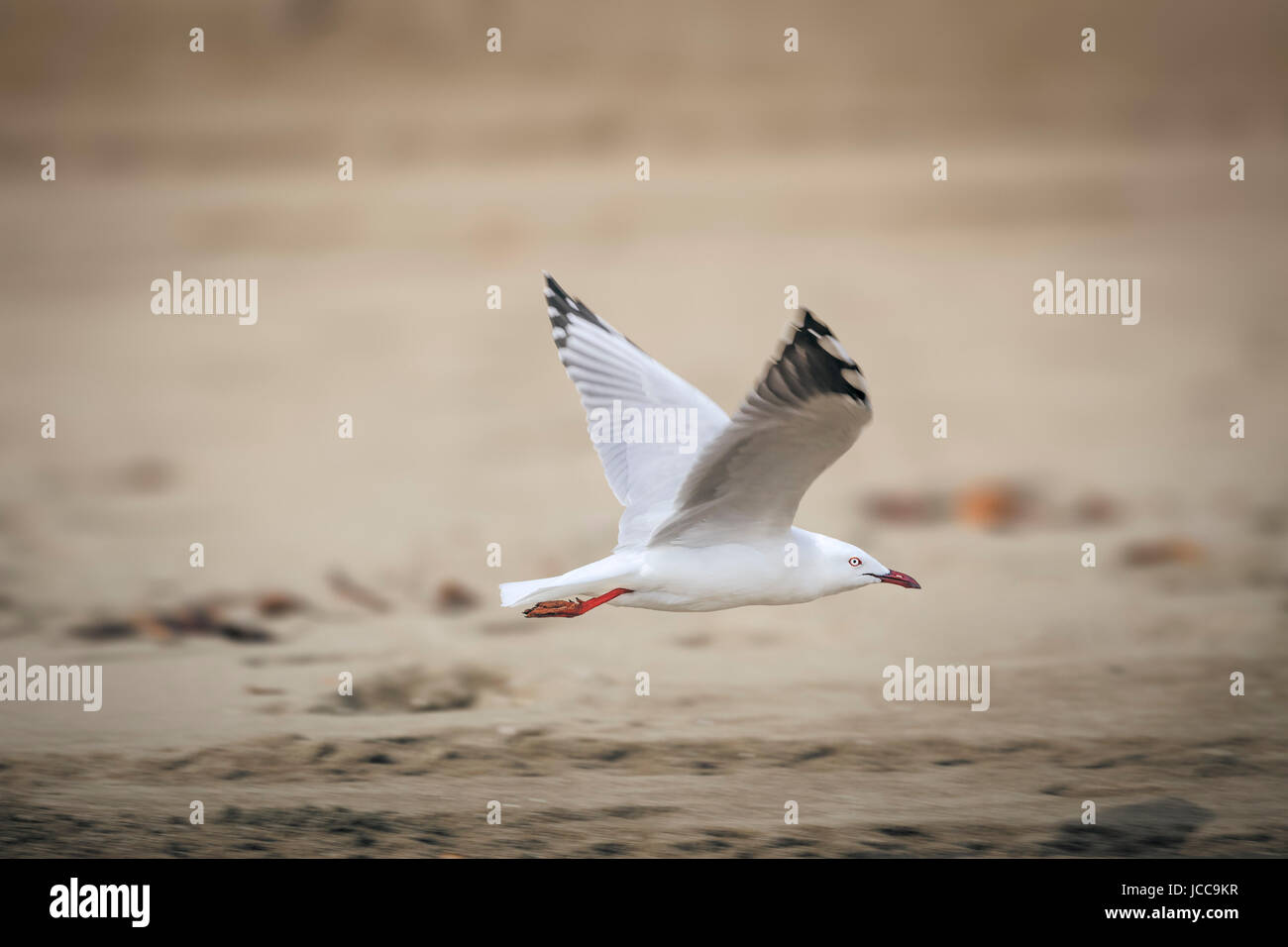 An image of a sea gull in flight at the beach Stock Photo - Alamy