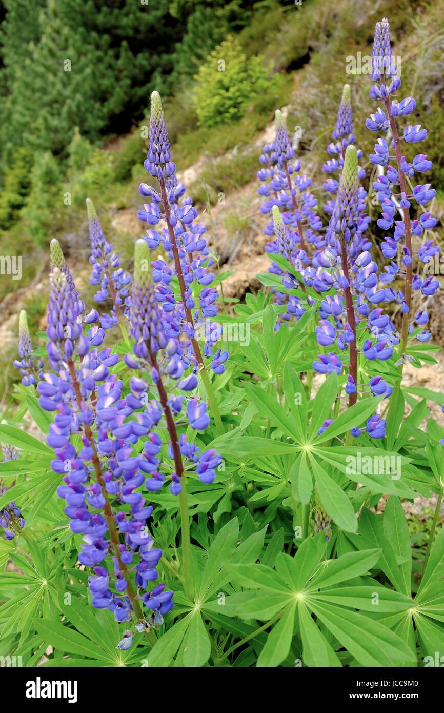 blue garden lupin - lupinus polyphyllus Stock Photo - Alamy