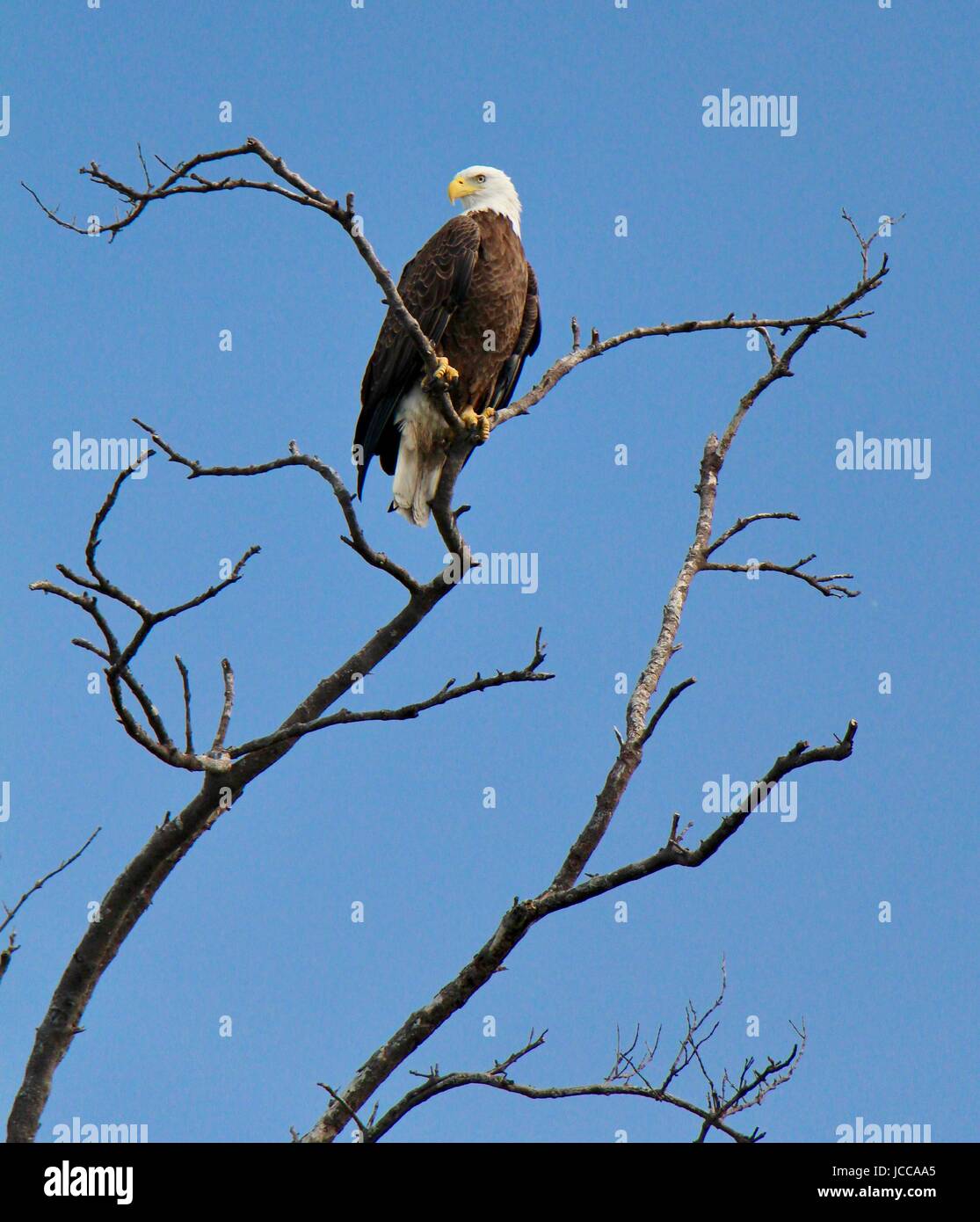 Indigenous predator hi-res stock photography and images - Alamy