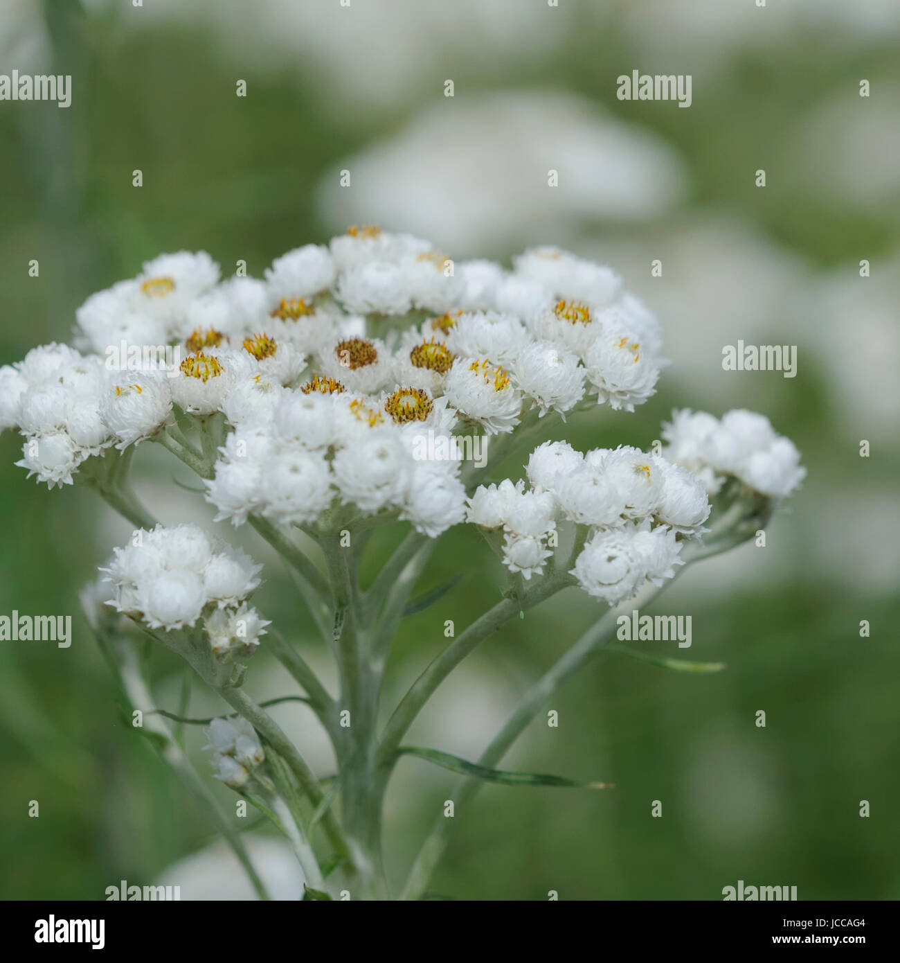 Silver blossom hi-res stock photography and images - Alamy