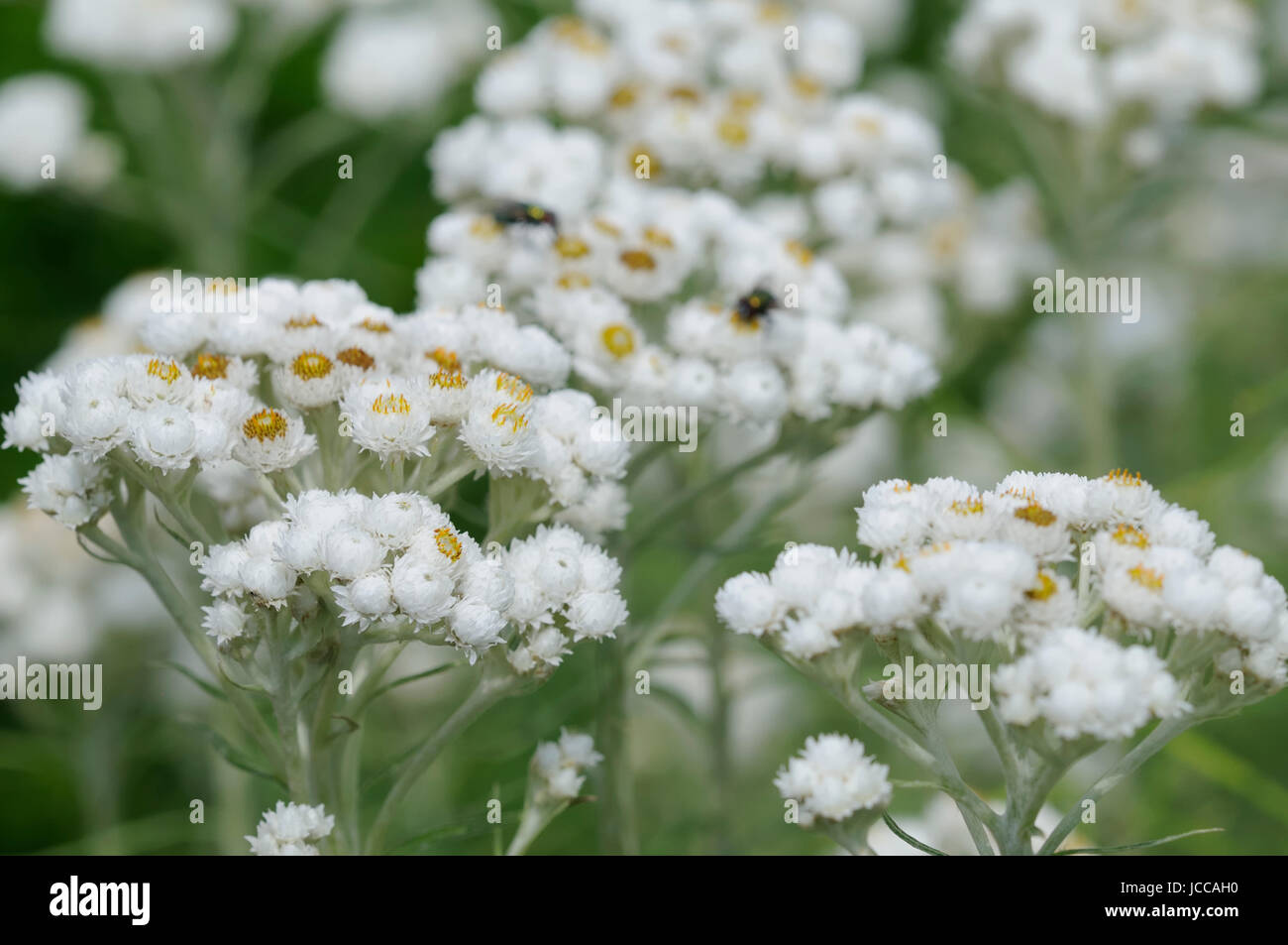 Silver shrubs hi-res stock photography and images - Alamy