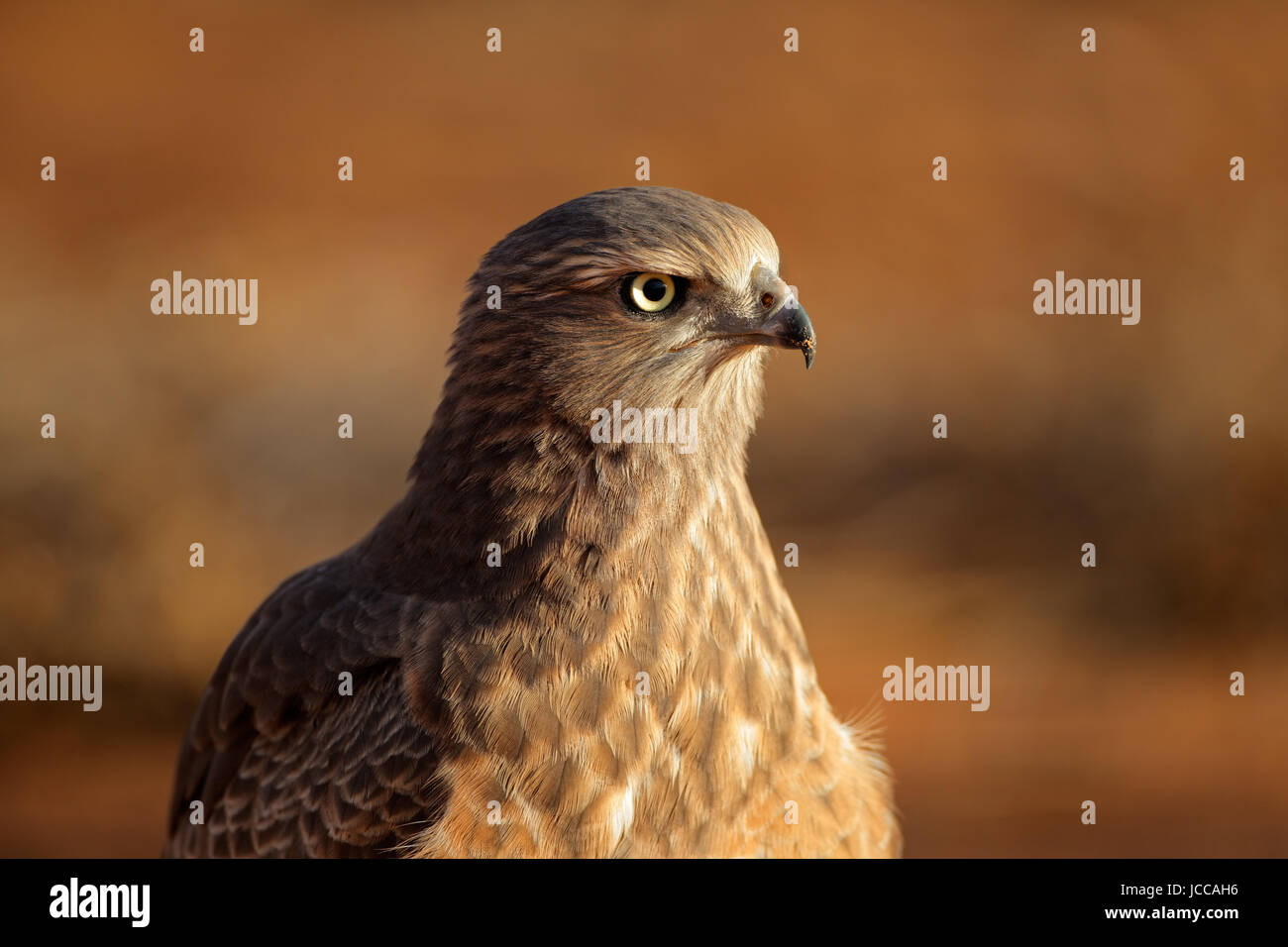 Immature Pale Chanting goshawk (Melierax canorus), Kalahari desert ...